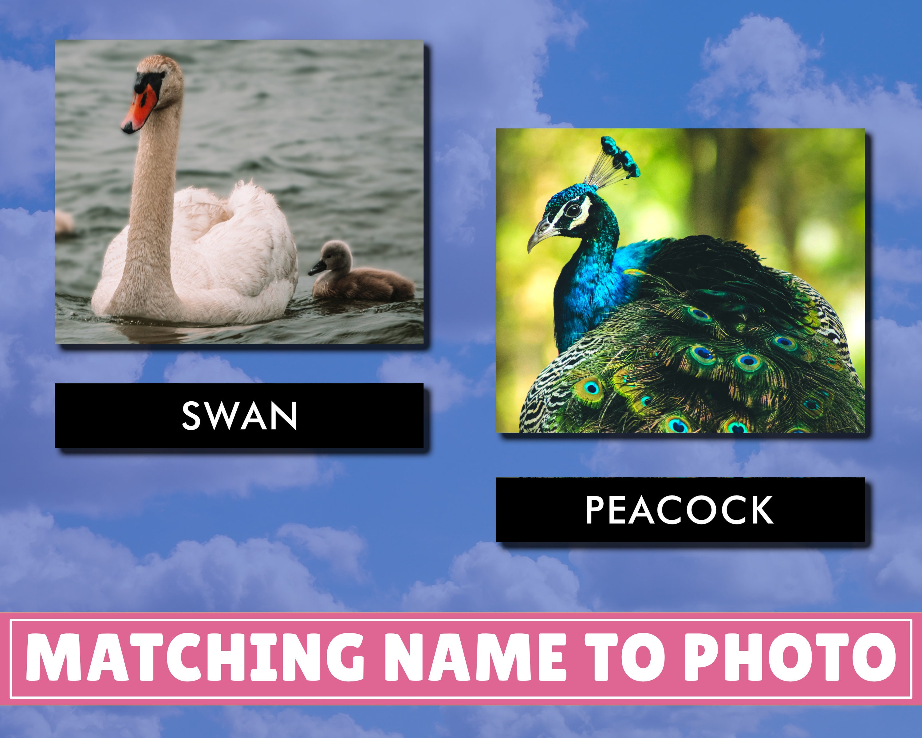 Birds Matching Cards With Bonus Fun Facts | Digital Download ...