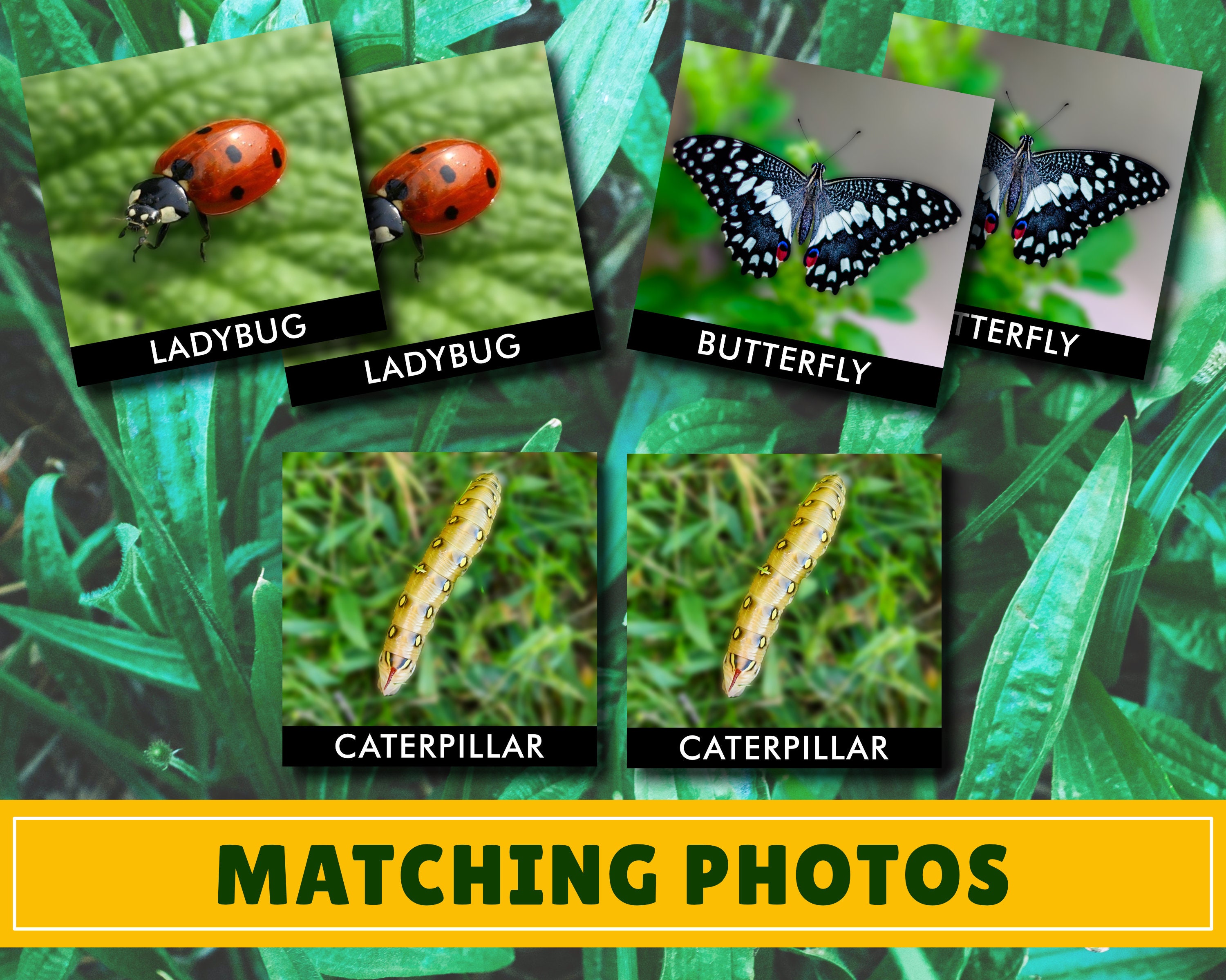 Bugs & Insects Matching Cards | Digital Download | Montessori Inspired ...