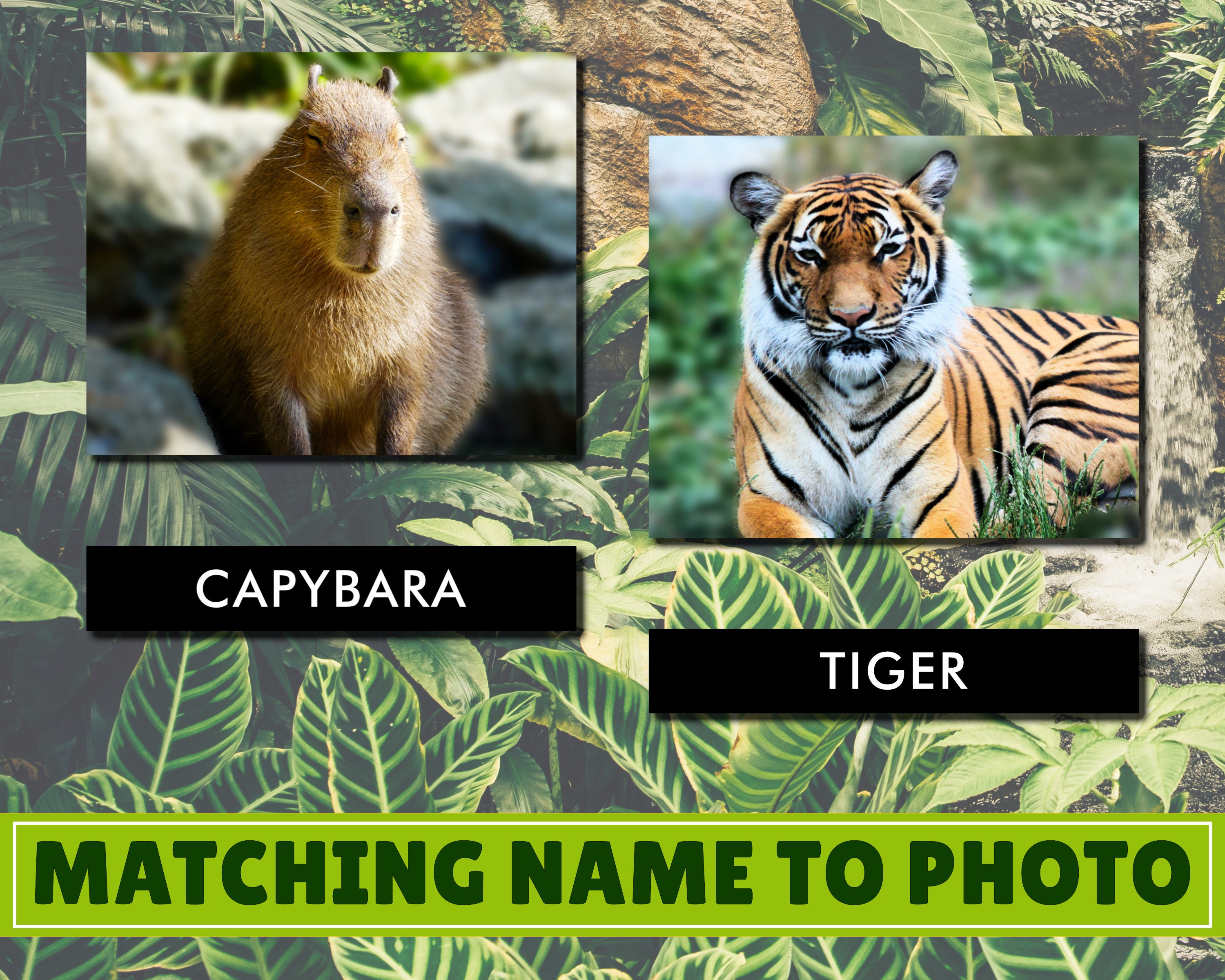 Rainforest Animals Matching Cards | Digital Download | Montessori ...