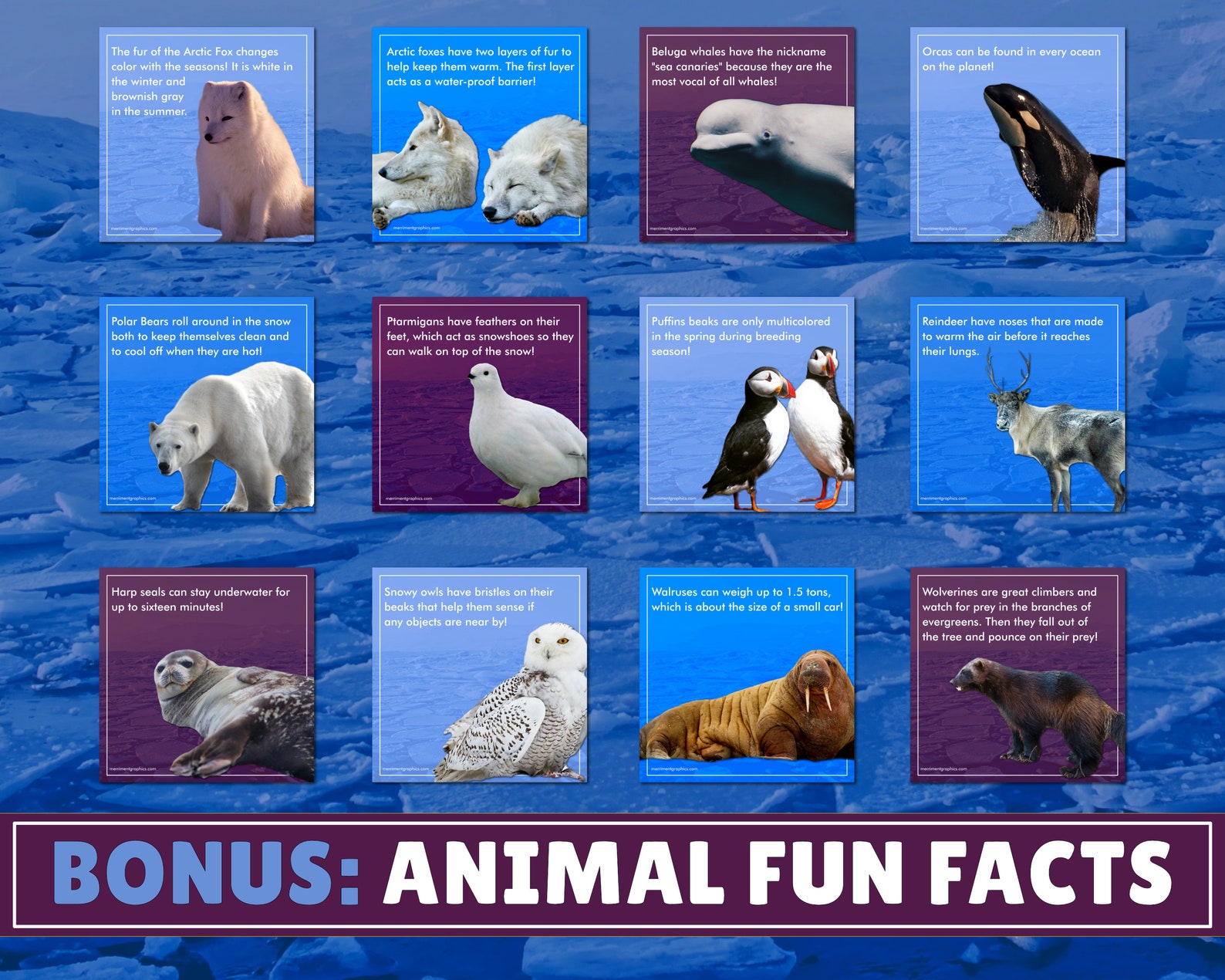Arctic Animals Matching Cards With Bonus Fun Facts | Digital Download ...