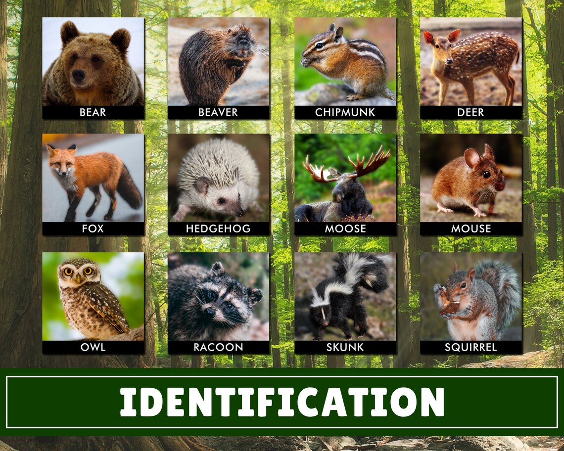 Forest Animals Matching Cards | Digital Download | Montessori Inspired ...