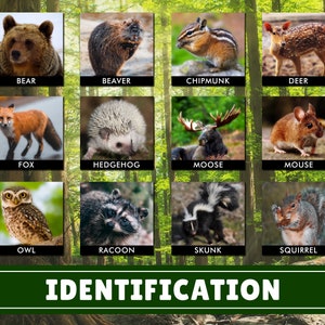 Forest Animals Matching Cards | Digital Download | Montessori Inspired ...