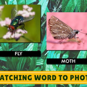 Bugs & Insects Matching Cards | Digital Download | Montessori Inspired ...