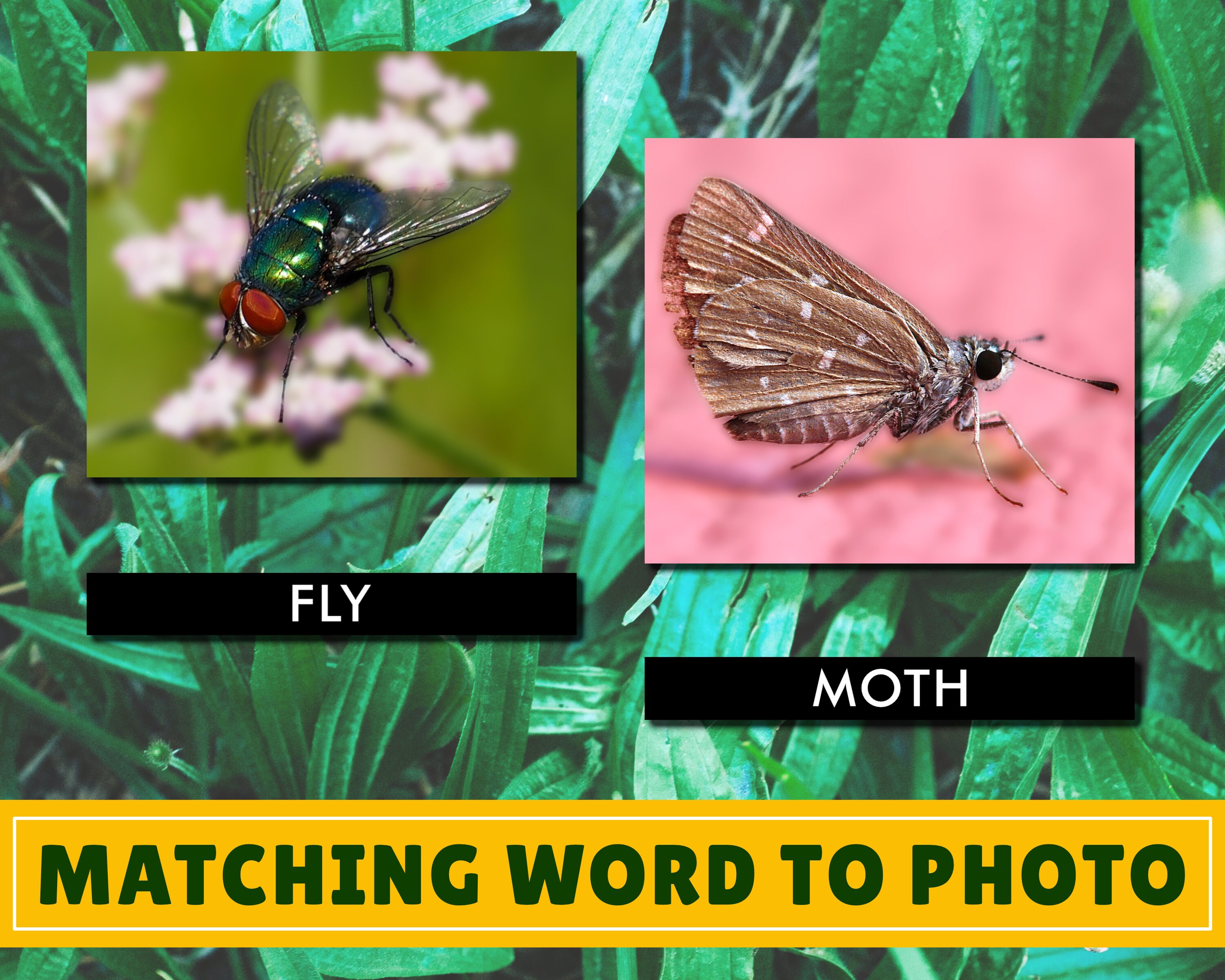 Bugs & Insects Matching Cards | Digital Download | Montessori Inspired ...