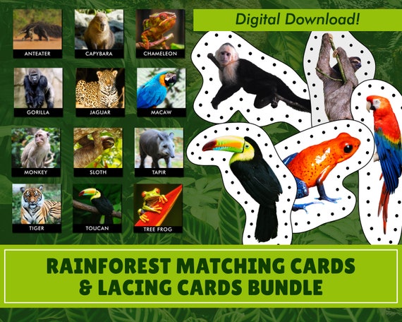 Rainforest Animals Matching Cards and Lacing Cards Bundle | Etsy