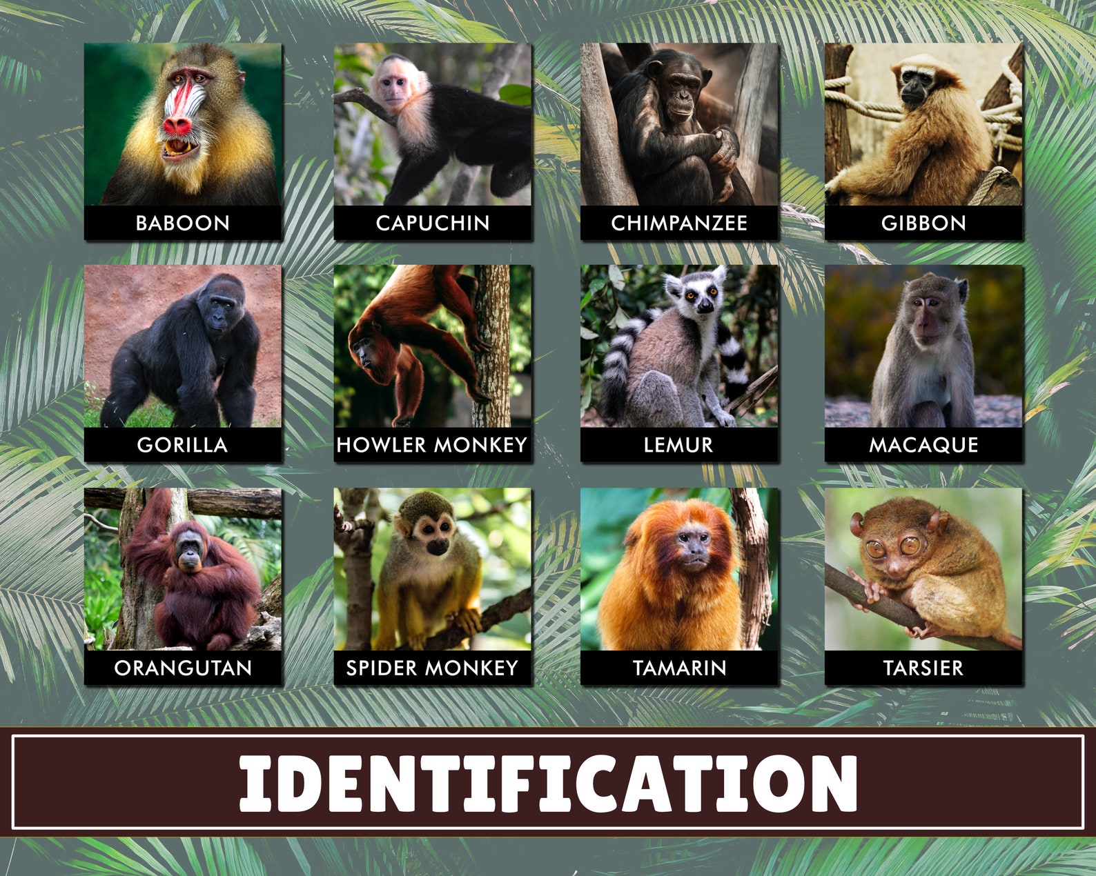 Primates Matching Cards | Digital Download | Montessori Inspired ...