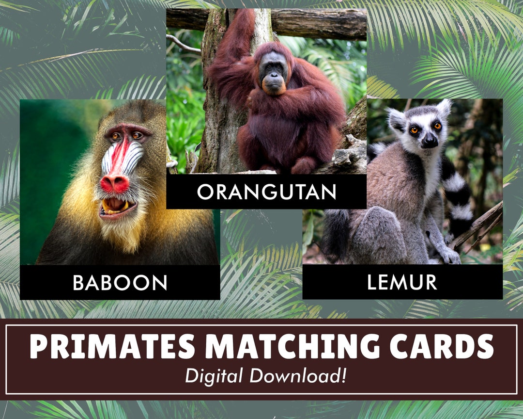 Primates Matching Cards | Digital Download | Montessori Inspired ...