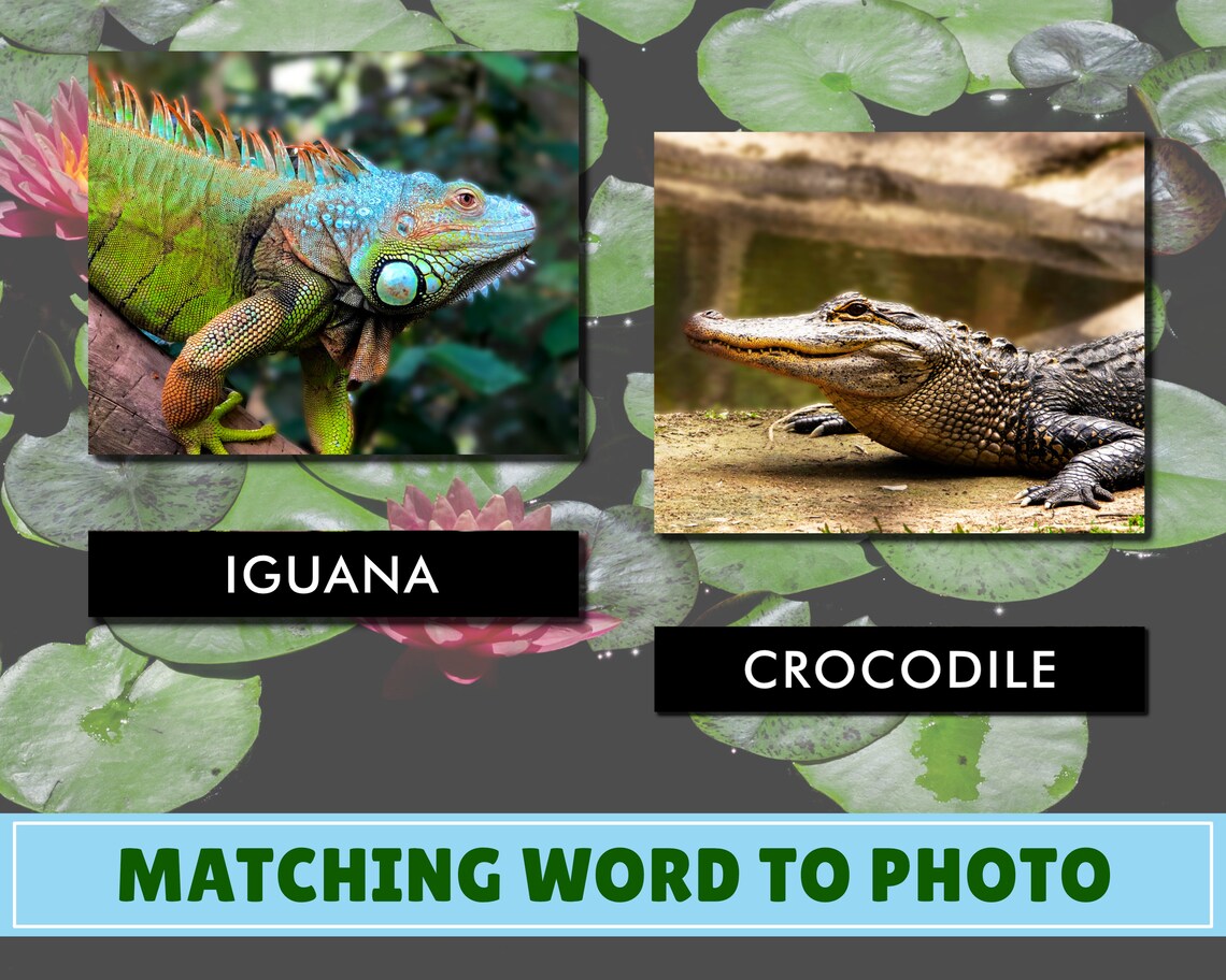 Reptiles & Amphibians Matching Cards | Digital Download | Montessori ...