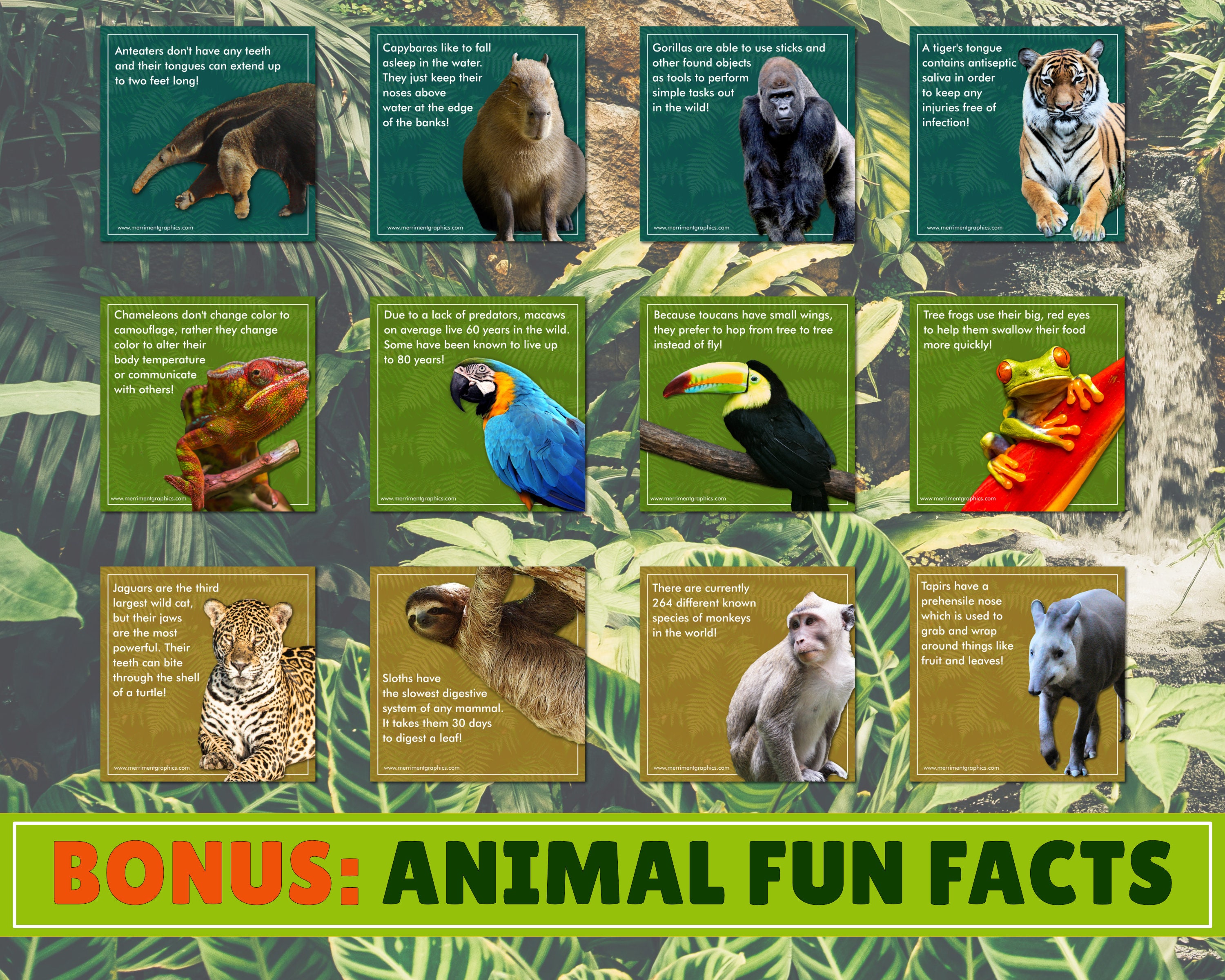 Rainforest Animals Matching Cards | Digital Download | Montessori ...