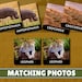Savannah Animals Matching Cards With Bonus Fun Facts | Digital Download ...