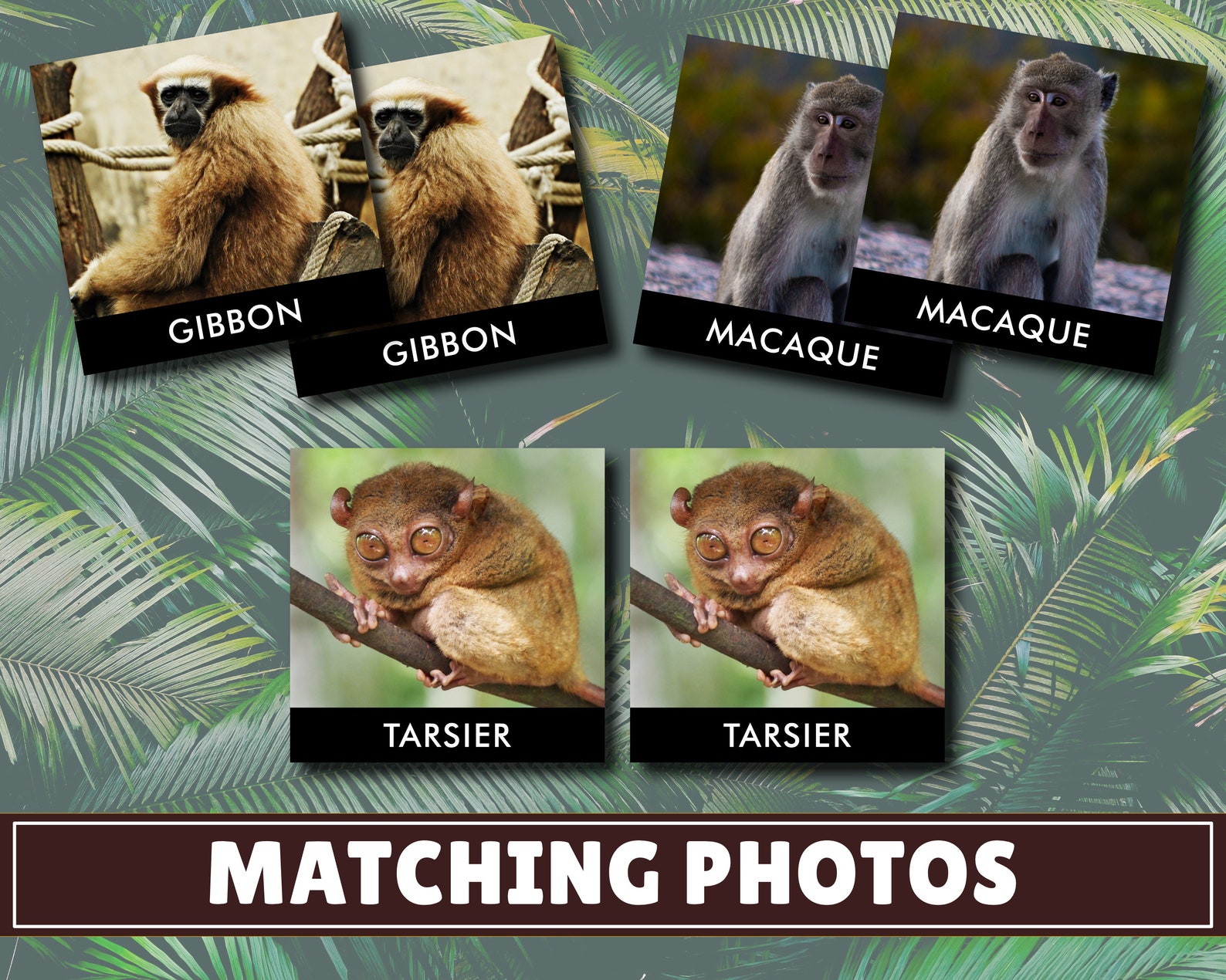 Primates Matching Cards | Digital Download | Montessori Inspired ...
