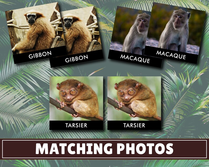Primates Matching Cards | Digital Download | Montessori Inspired ...