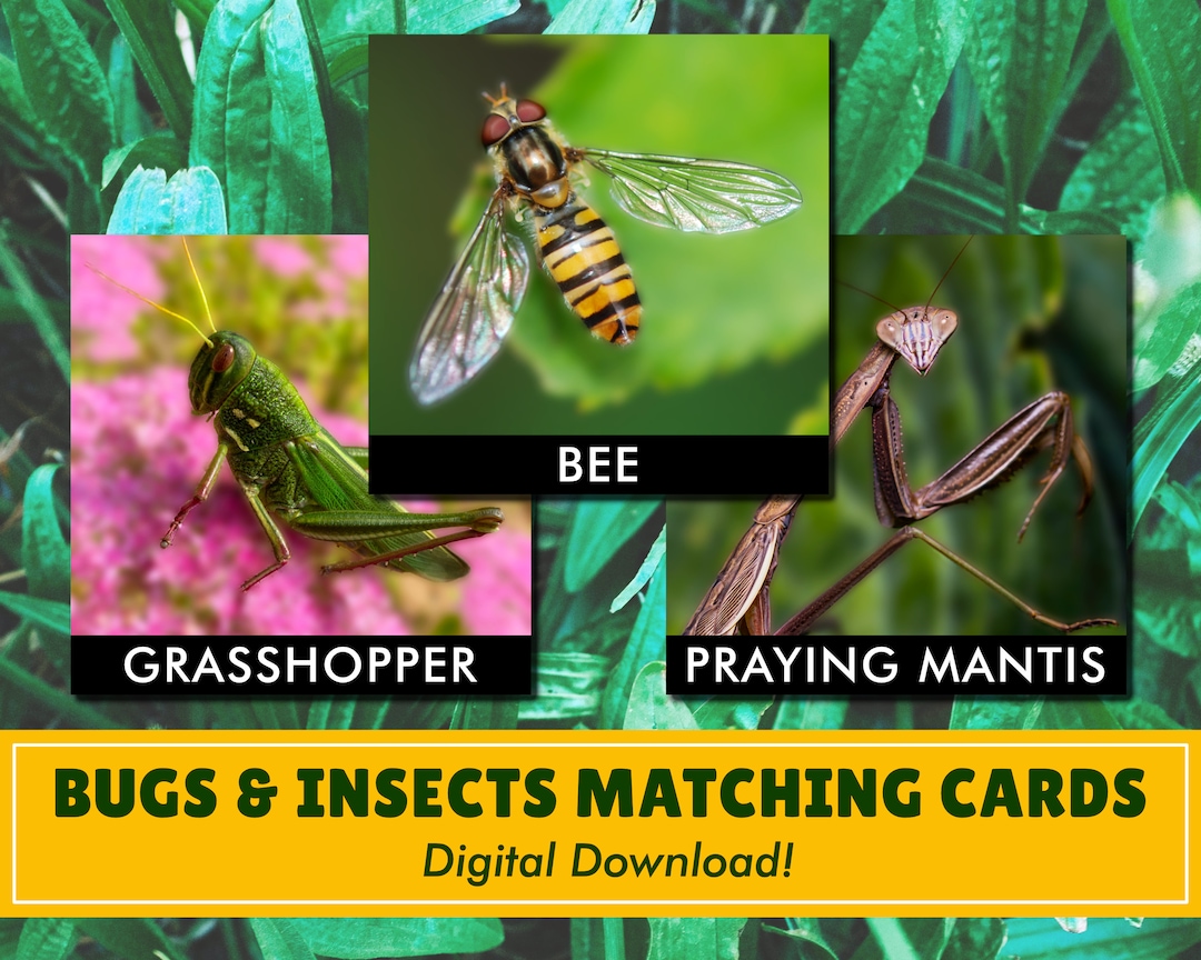 Bugs & Insects Matching Cards | Digital Download | Montessori Inspired ...