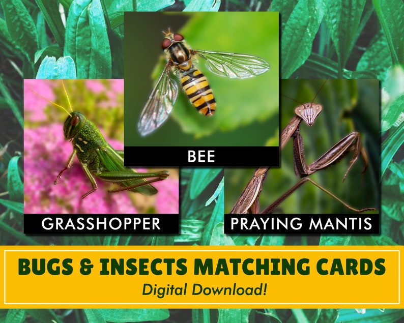 Bugs & Insects Matching Cards | Digital Download | Montessori Inspired ...