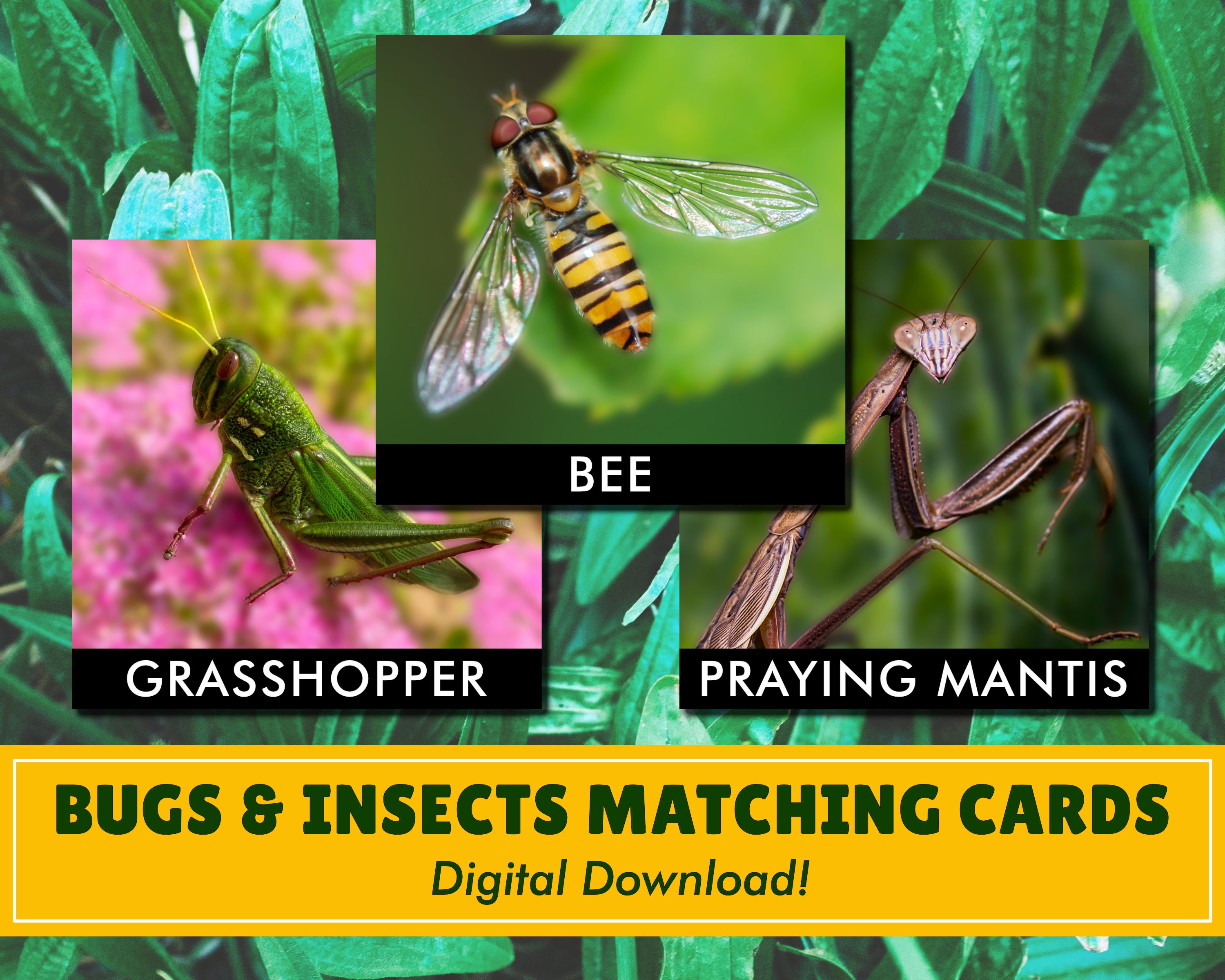 Bugs & Insects Matching Cards | Digital Download | Montessori Inspired ...