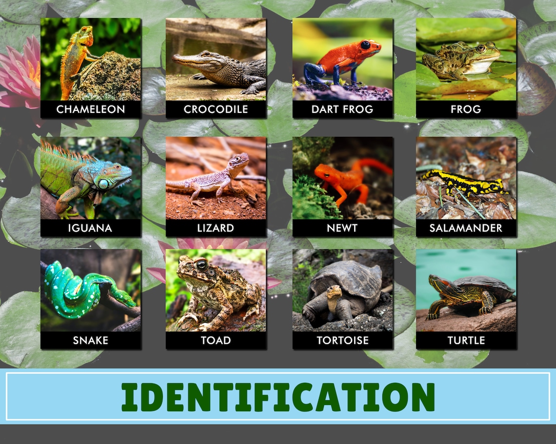 Reptiles & Amphibians Matching Cards | Digital Download | Montessori ...