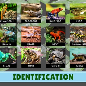 Reptiles & Amphibians Matching Cards | Digital Download | Montessori ...