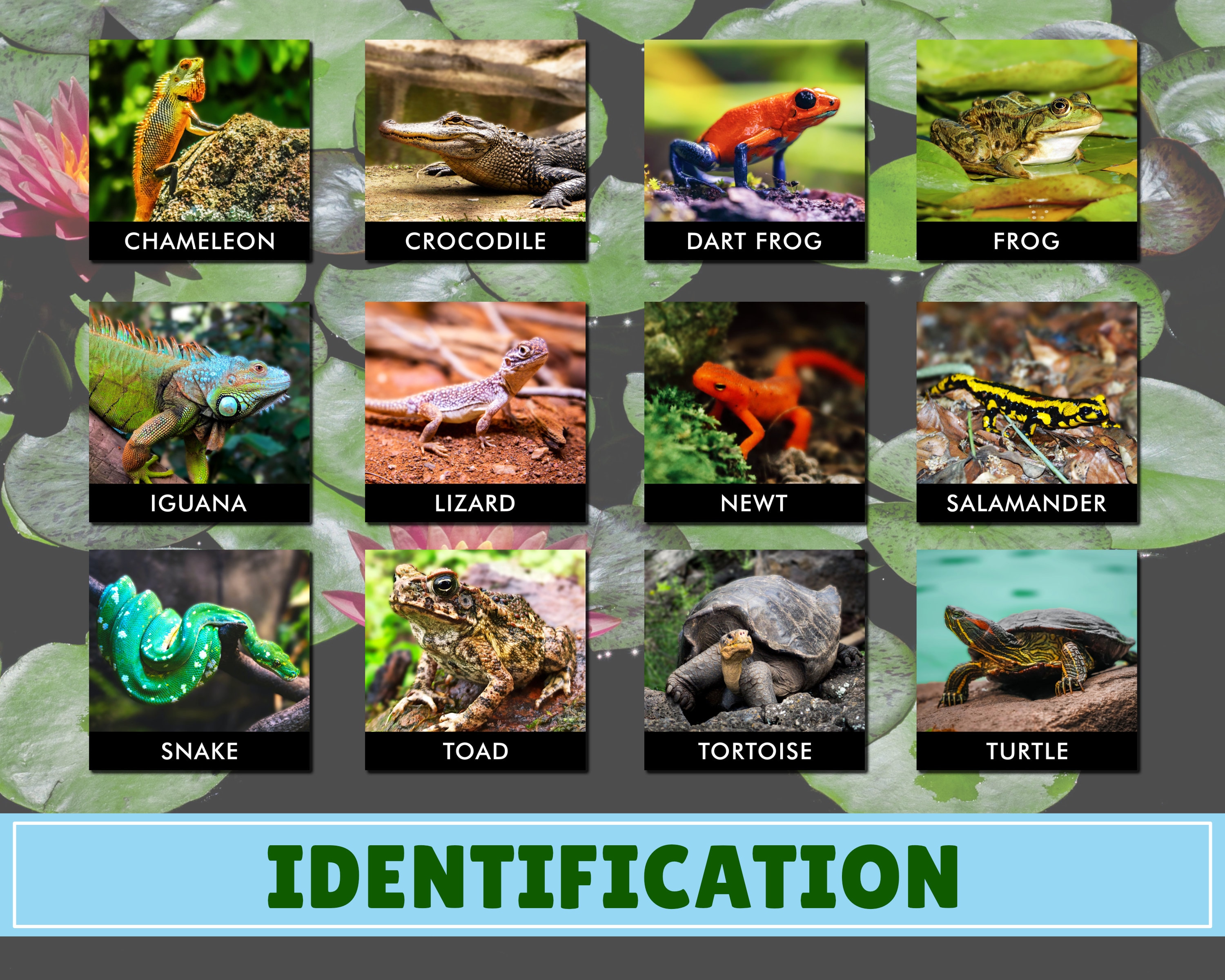 Reptiles & Amphibians Matching Cards | Digital Download | Montessori ...