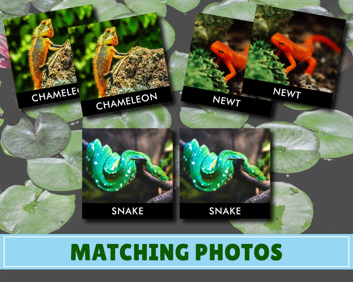 Reptiles & Amphibians Matching Cards | Digital Download | Montessori ...
