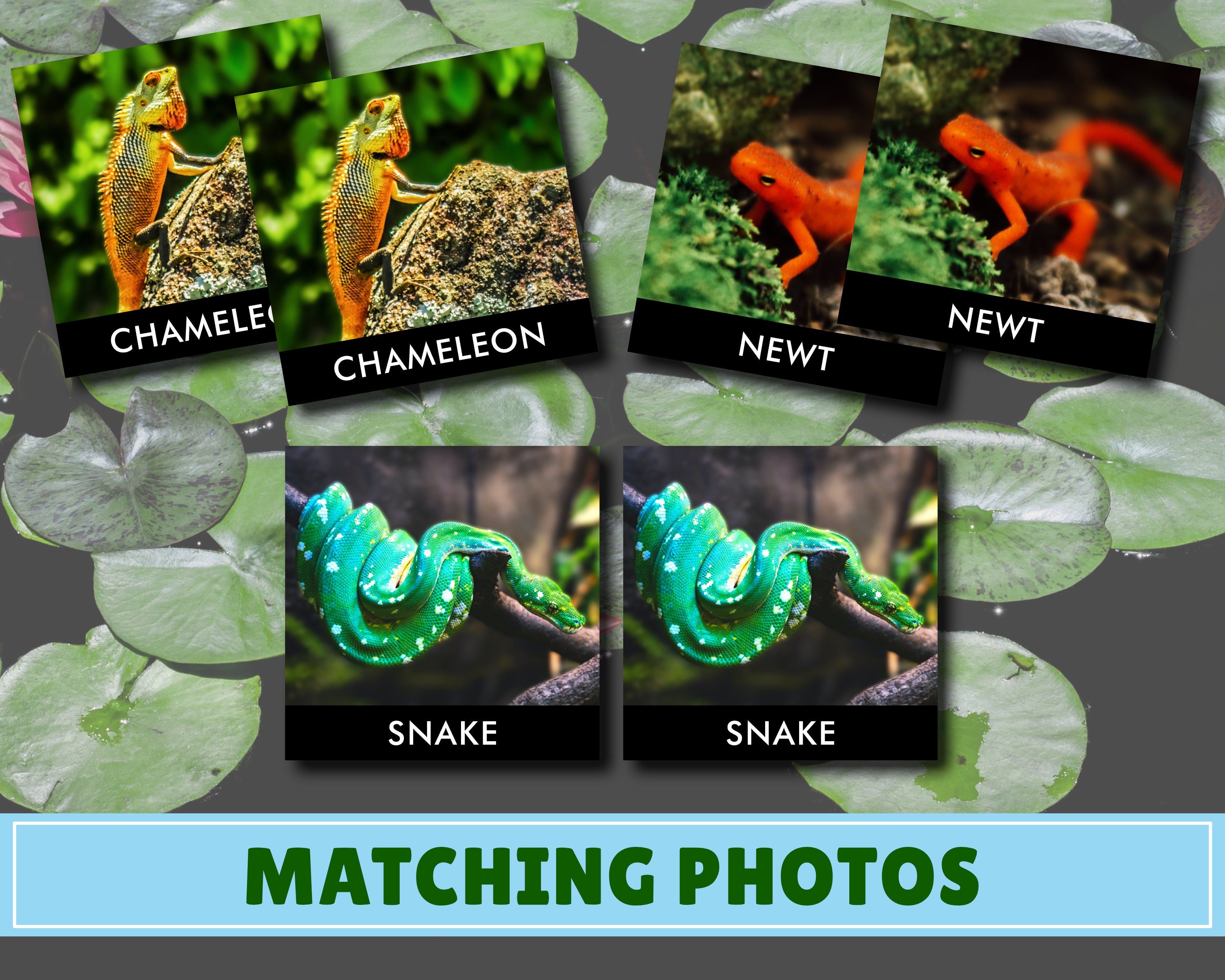 Reptiles & Amphibians Matching Cards | Digital Download | Montessori ...