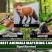 Forest Animals Matching Cards | Digital Download | Montessori Inspired ...