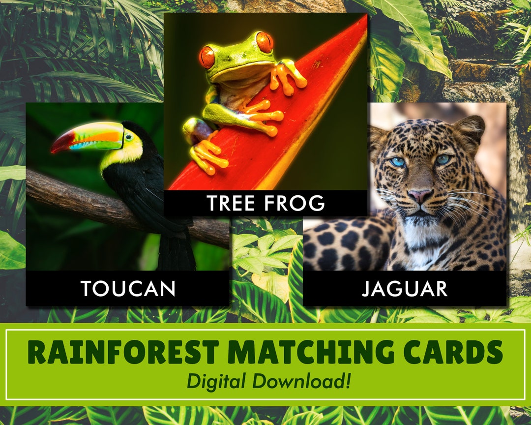 Rainforest Animals Matching Cards | Digital Download | Montessori ...
