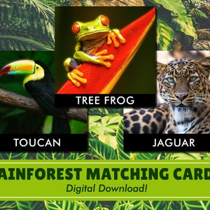 Rainforest Animals Matching Cards | Digital Download | Montessori ...