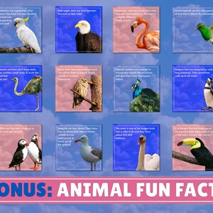 Birds Matching Cards With Bonus Fun Facts | Digital Download ...
