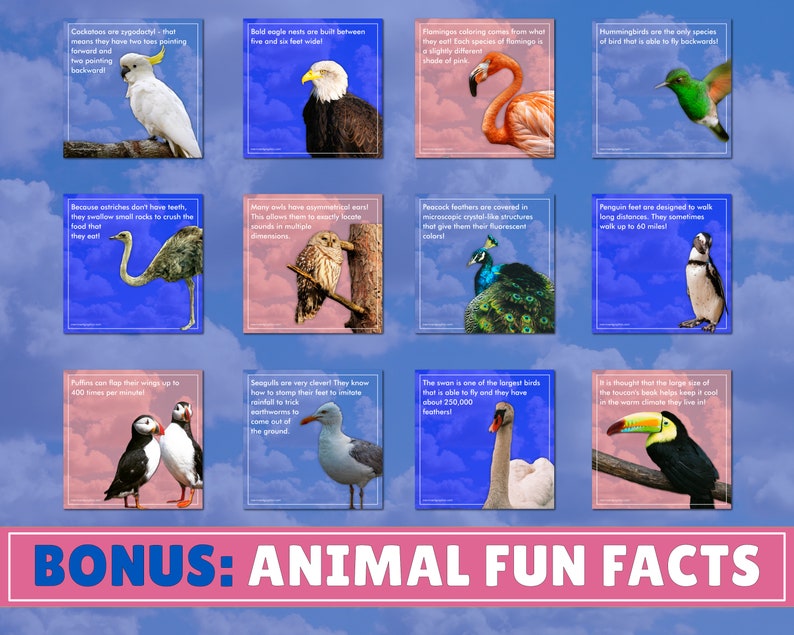 Birds Matching Cards With Bonus Fun Facts | Digital Download ...