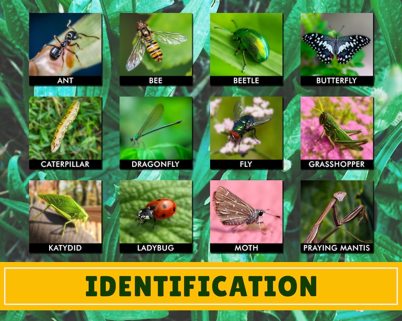 Bugs & Insects Matching Cards | Digital Download | Montessori Inspired ...