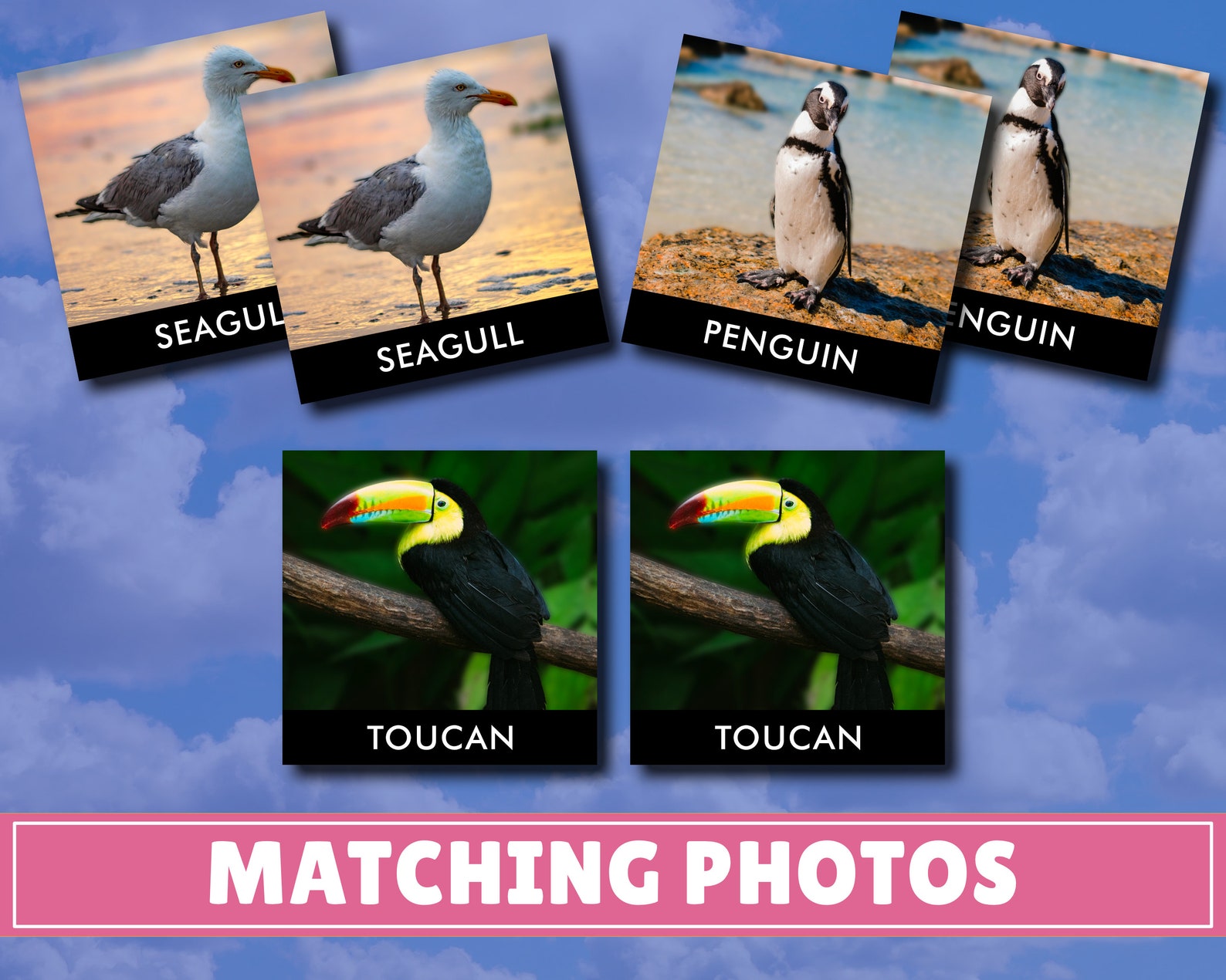 Birds Matching Cards With Bonus Fun Facts | Digital Download ...