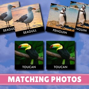 Birds Matching Cards With Bonus Fun Facts | Digital Download ...