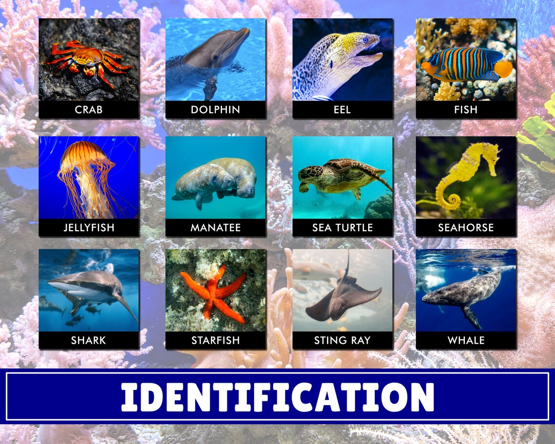 Ocean Animals Matching Cards Digital Download Montessori Inspired ...