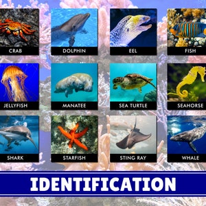 Ocean Animals Matching Cards | Digital Download | Montessori Inspired ...