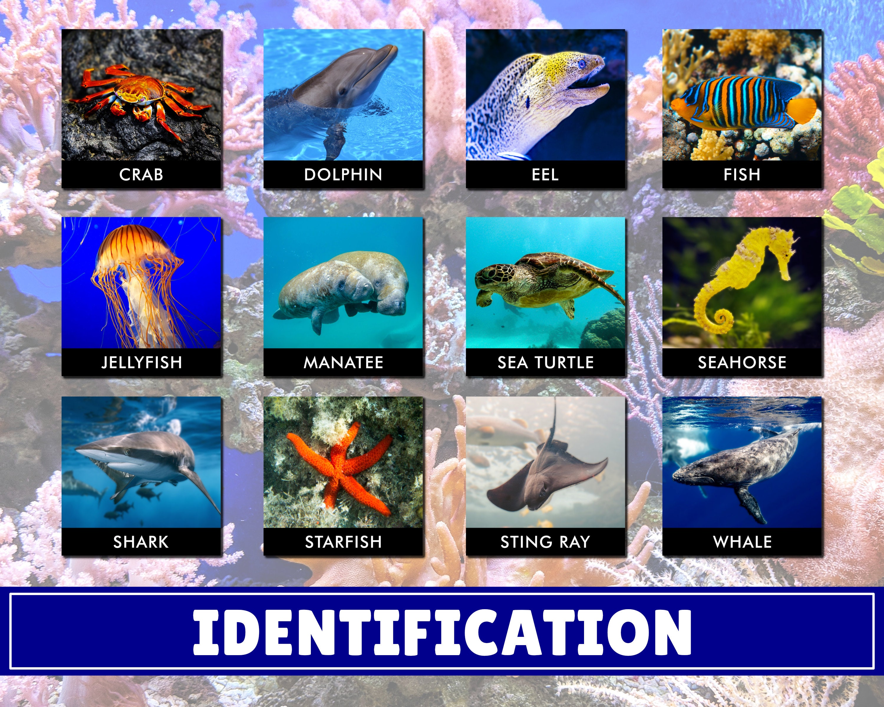 Ocean Animals Matching Cards | Digital Download | Montessori Inspired ...