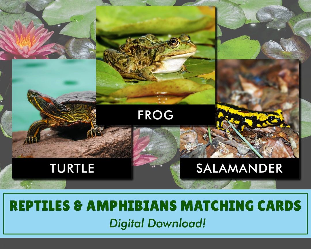 Reptiles & Amphibians Matching Cards | Digital Download | Montessori ...