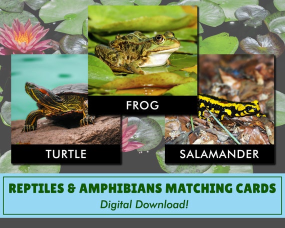 Reptiles & Amphibians Matching Cards Digital Download | Etsy