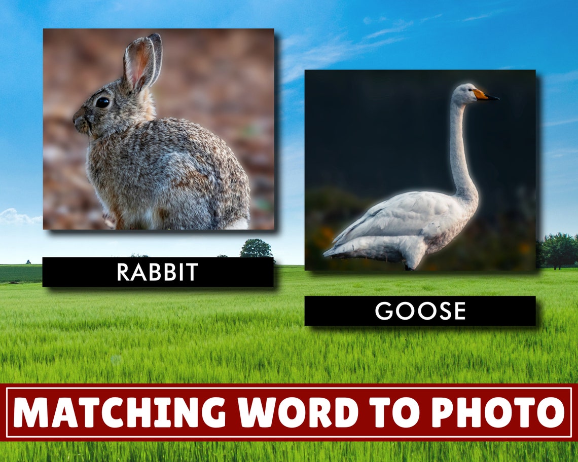 Farm Animals Matching and Identification Cards | Digital Download ...