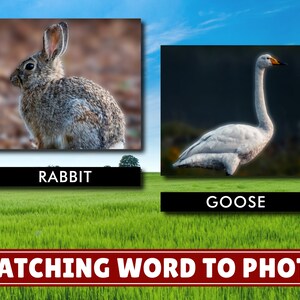 Farm Animals Matching and Identification Cards | Digital Download ...