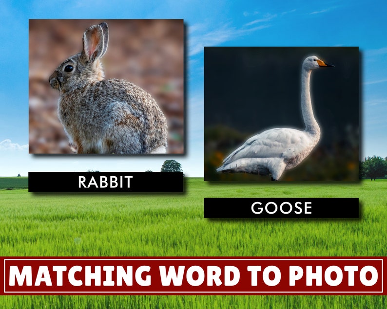 Farm Animals Matching and Identification Cards | Digital Download ...