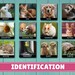 Pets Matching and Identification Cards | Digital Download | Montessori ...