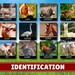 Farm Animals Matching and Identification Cards | Digital Download ...