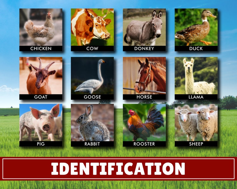 Farm Animals Matching and Identification Cards | Digital Download ...