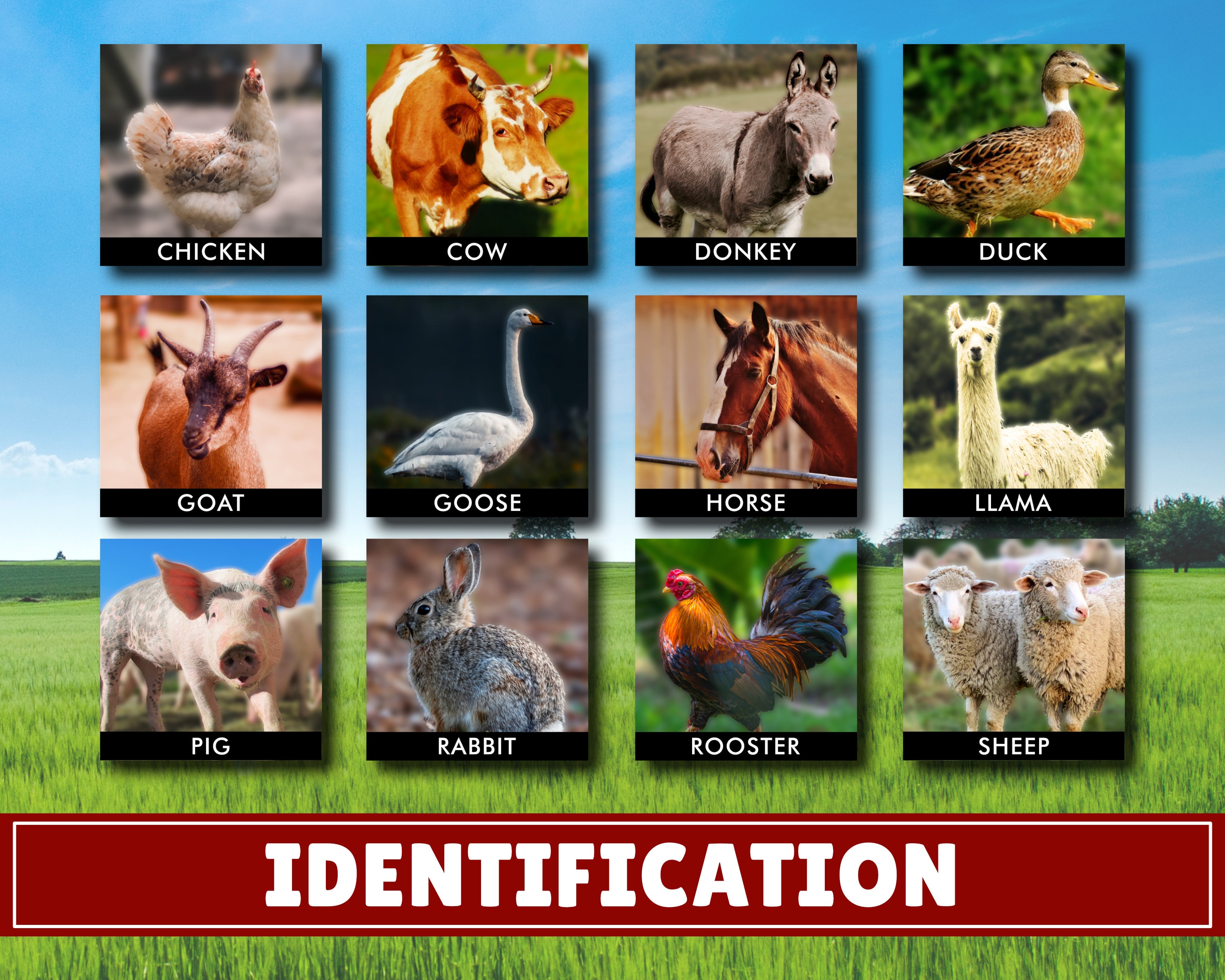 Buy Farm Animals Matching and Identification Cards Digital Download ...