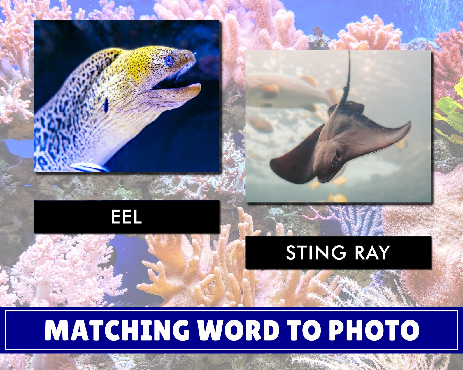 Ocean Animals Matching Cards | Digital Download | Montessori Inspired ...