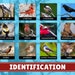 Backyard Birds Matching Cards | Digital Download | Montessori Inspired ...