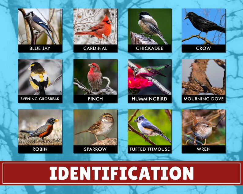 Backyard Birds Matching Cards | Digital Download | Montessori Inspired ...