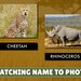 Savannah Animals Matching Cards With Bonus Fun Facts | Digital Download ...