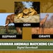 Savannah Animals Matching Cards With Bonus Fun Facts | Digital Download ...