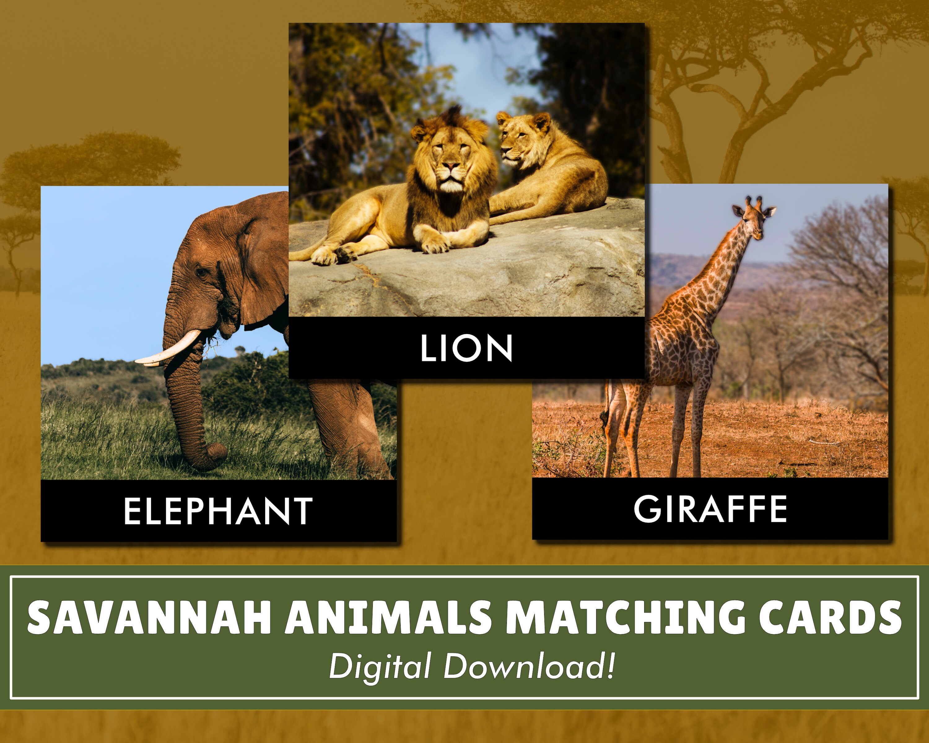 Cartes assorties d'animaux de la savane avec des faits amusants en ...